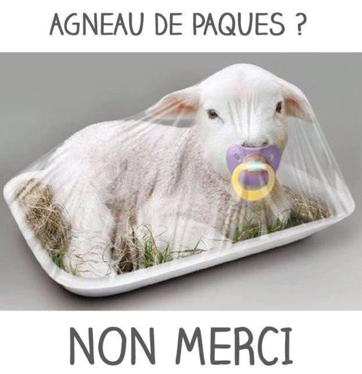 NE MANGEZ PAS D'AGNEAU PASCAL............ | Le Club