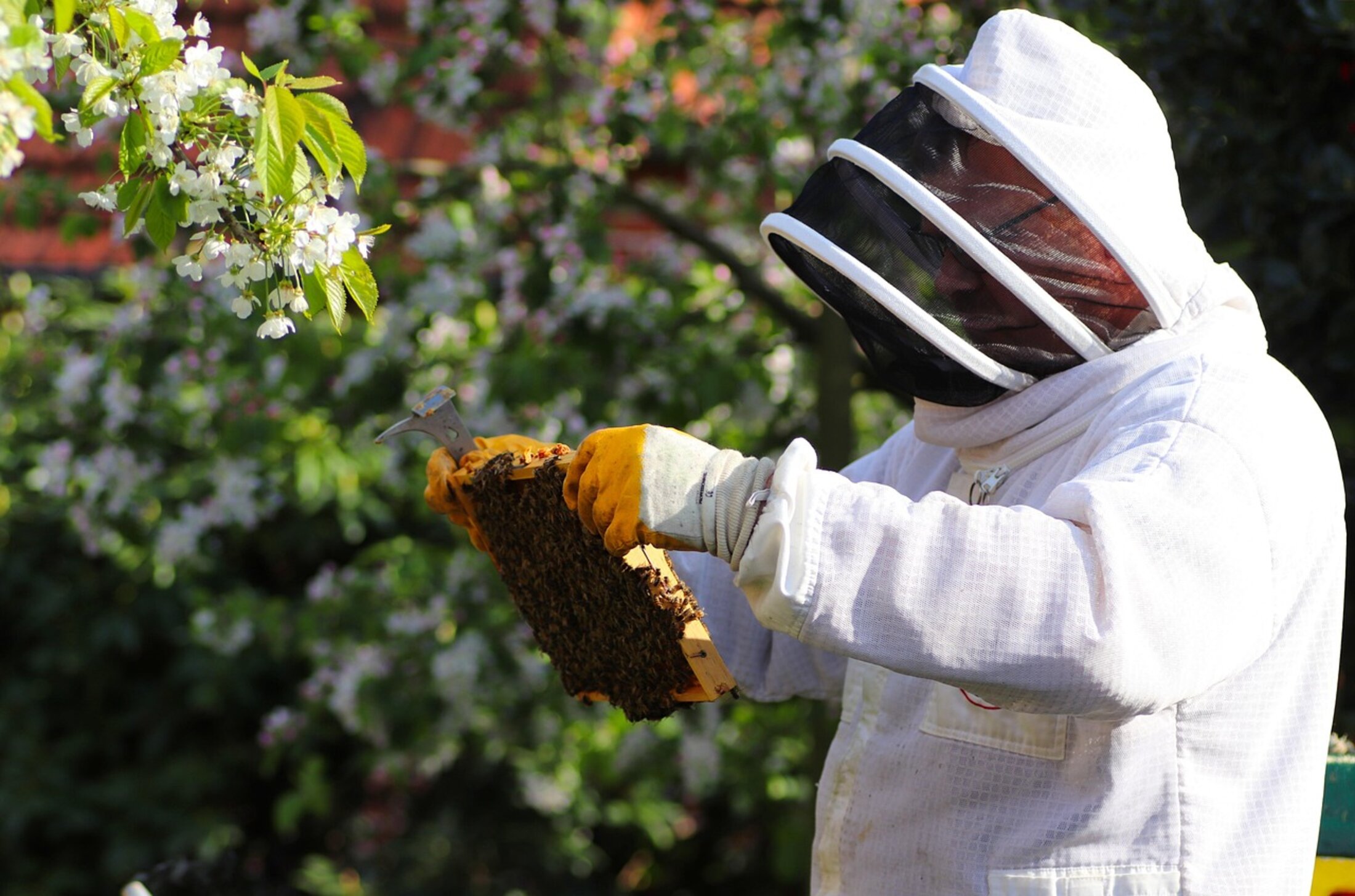 "L’apiculture est devenue une activité de haute précision écologique ...