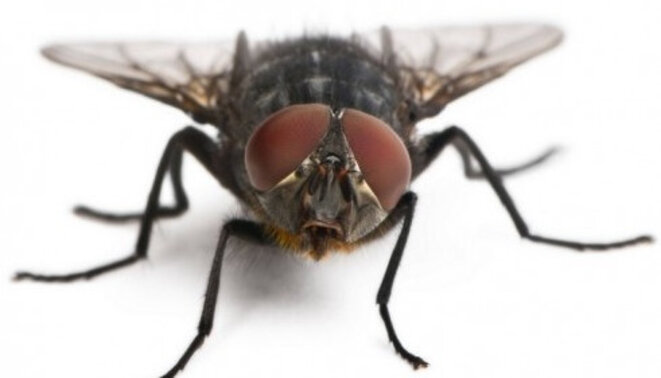 Prendre la mouche. | Le Club