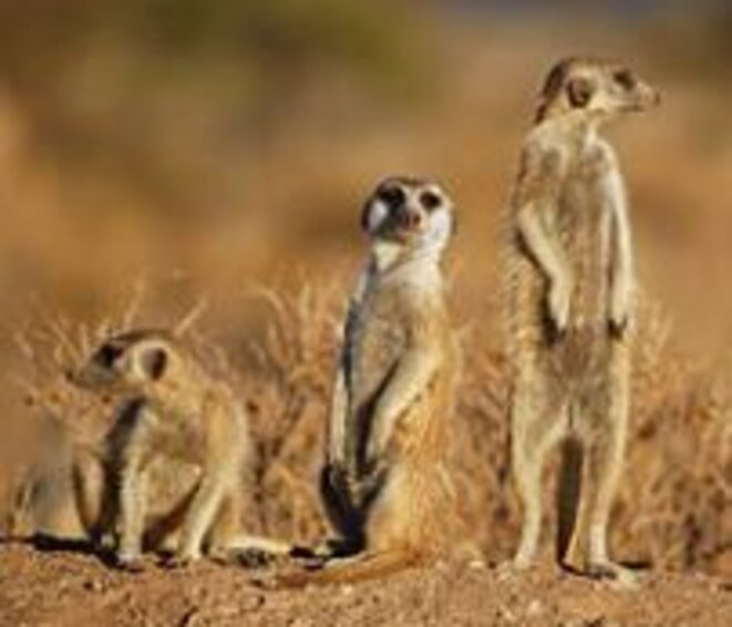 Humour suite. Et l’esclavage chez les autres animaux en 2019 ? | Le ...