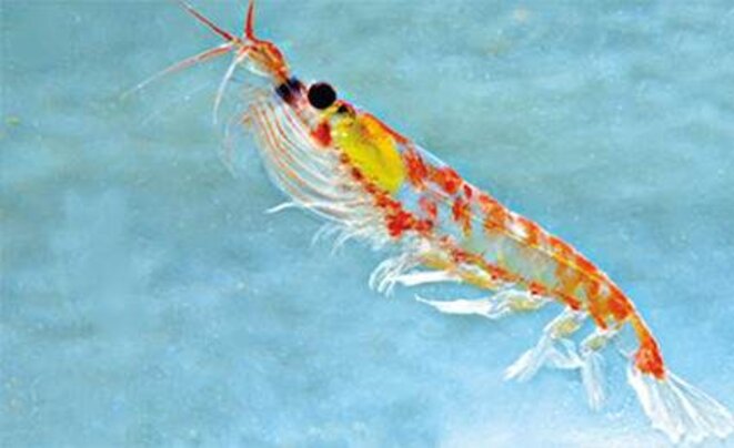 L'huile de krill, pourquoi un tel succès? | Le Club