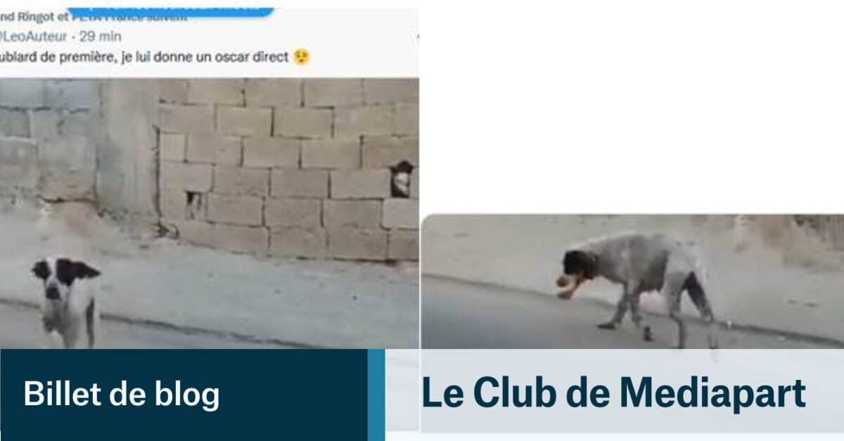 Humour. Les homo sapiens sont-ils si différents des chien.ne.s ? ! | Le ...