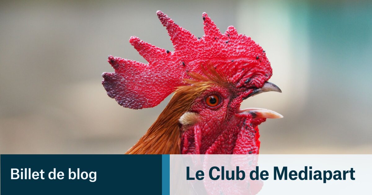 Les coqs français ont le droit de chanter | Le Club