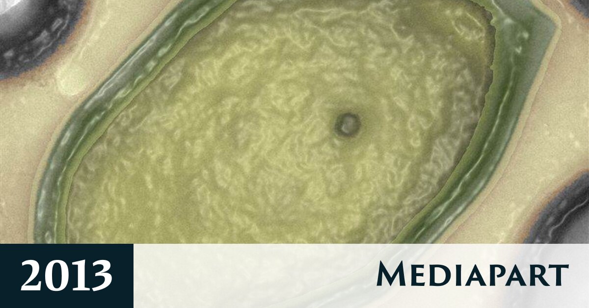 French scientists find two giant viruses that may hold new clues to ...
