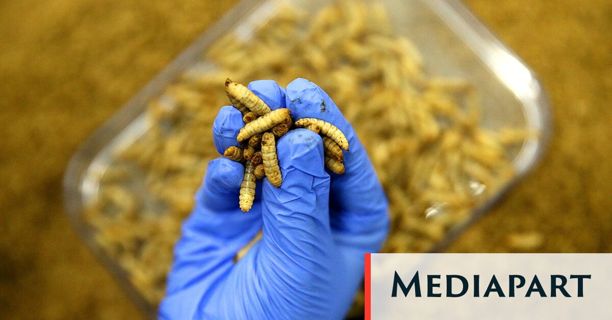 L’insecte d’élevage : la manne des chiens sensibles et des saumons ...