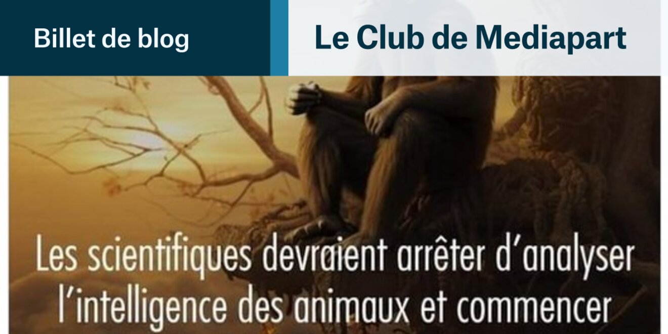 Humour de fin d'ère. La différence entre l'intelligence de X et les bêtises de Y ! | Le Club
