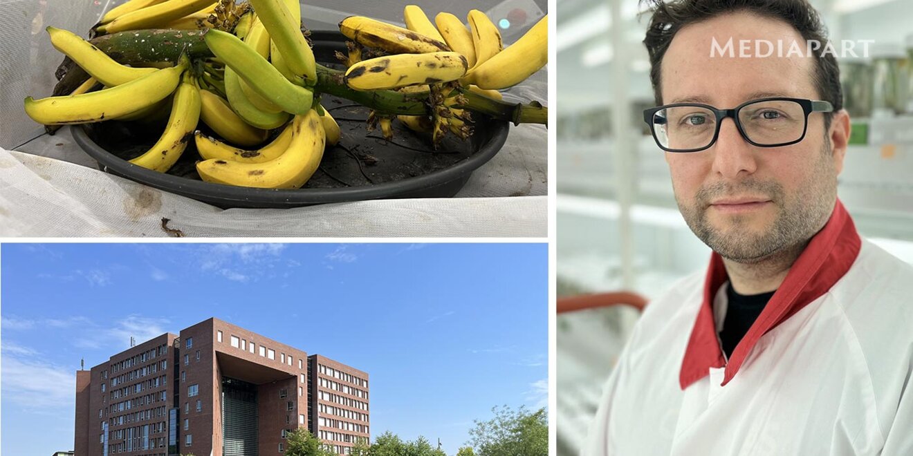 La succession de la banane Cavendish est ouverte | Mediapart