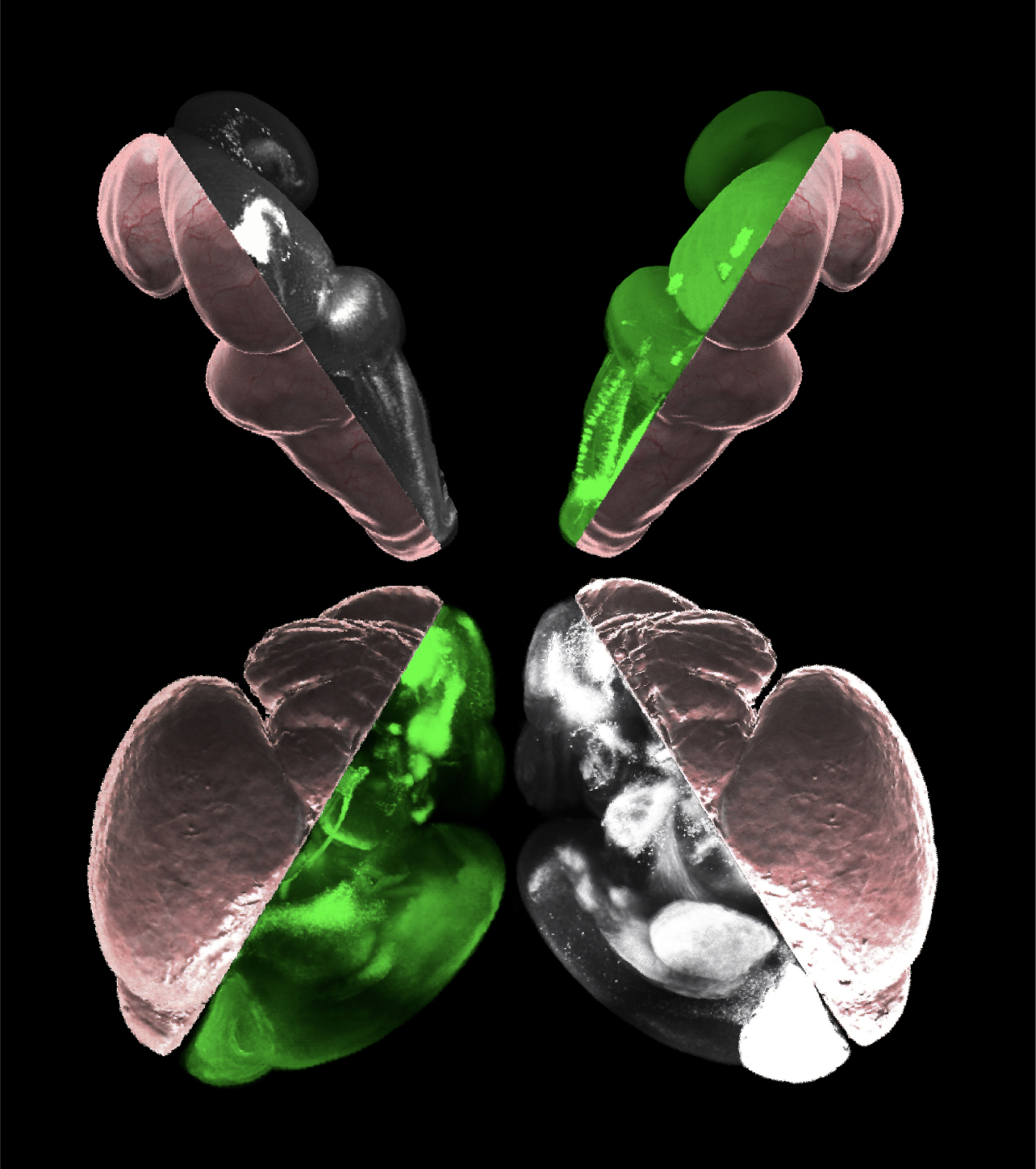 Autisme : Atlas 3D du cerveau de la souris avant et après la naissance ...